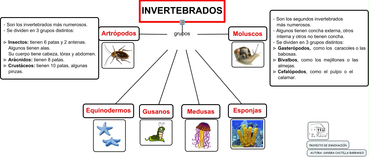 INVERTEBRADOS 3º